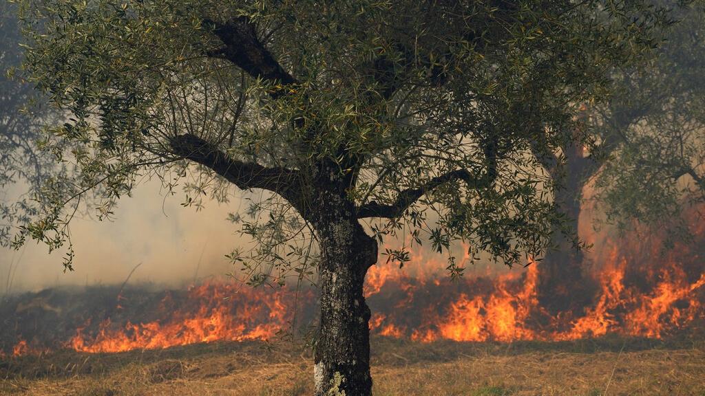 Scorching heat wave sparks wildfires in Europe